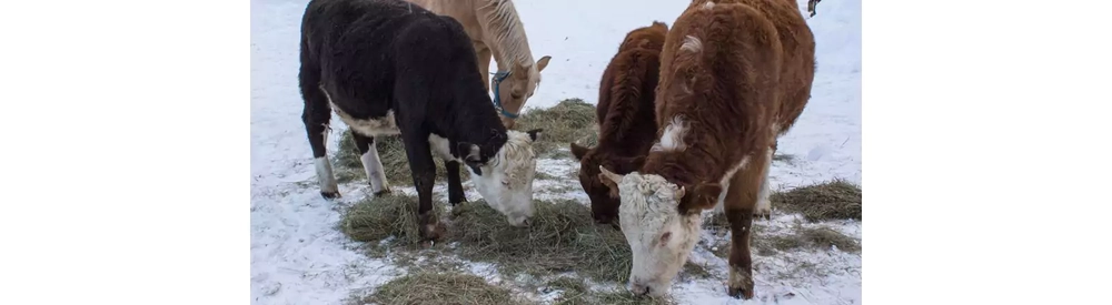 Beginners Guide to Cold Weather Livestock Care