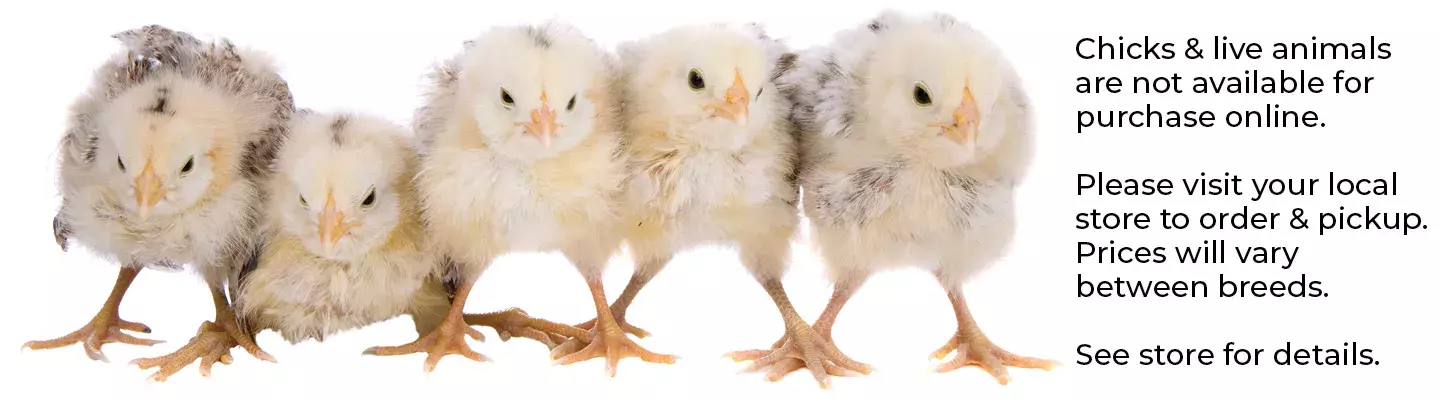 Chicks - Runnings